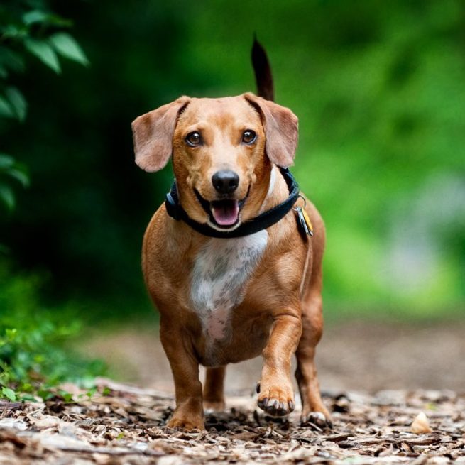 Flat Steel Enamel Portraits Square - Artisans Memorial Portraits